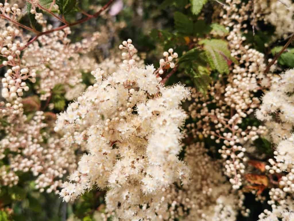 Building a Native Forest Garden with The Earth Project • Happy ...