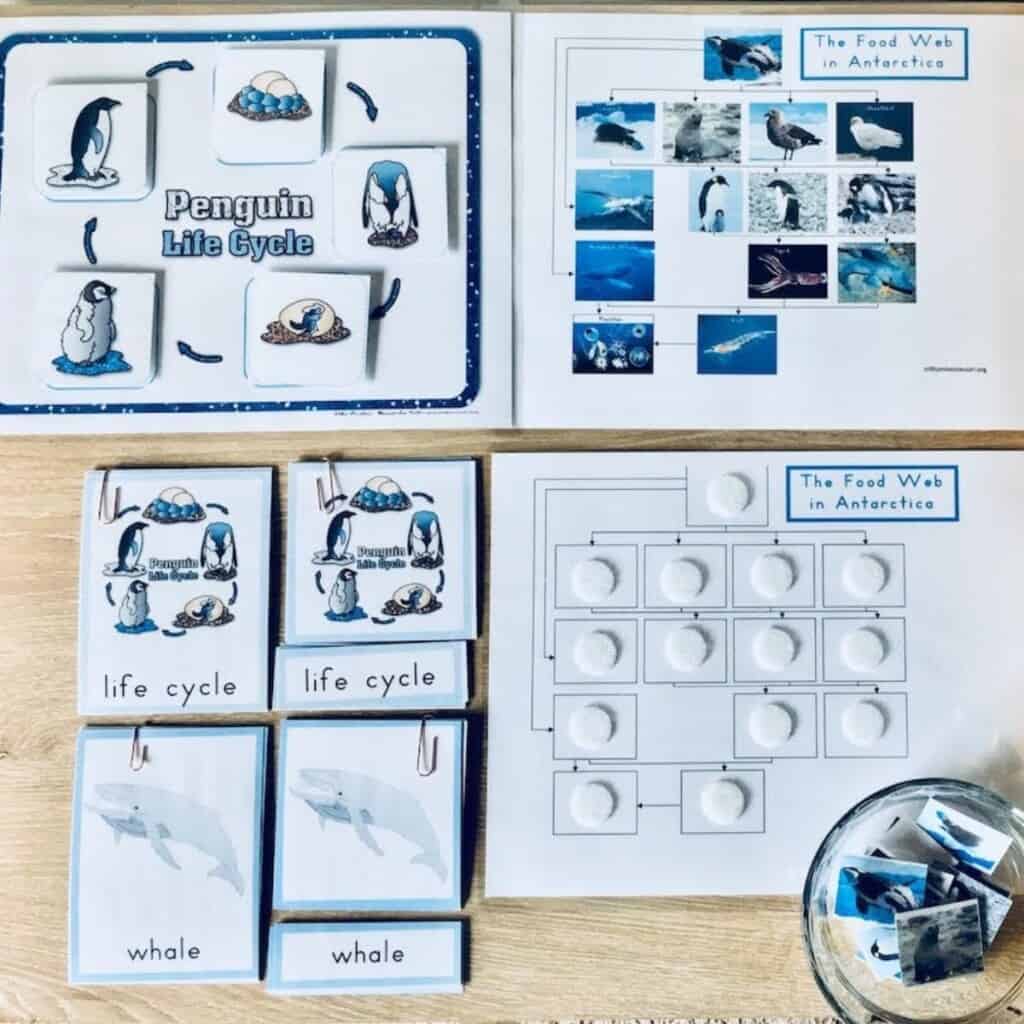 Animals of Antarctica: A Montessori Continent Study for Preschool ...